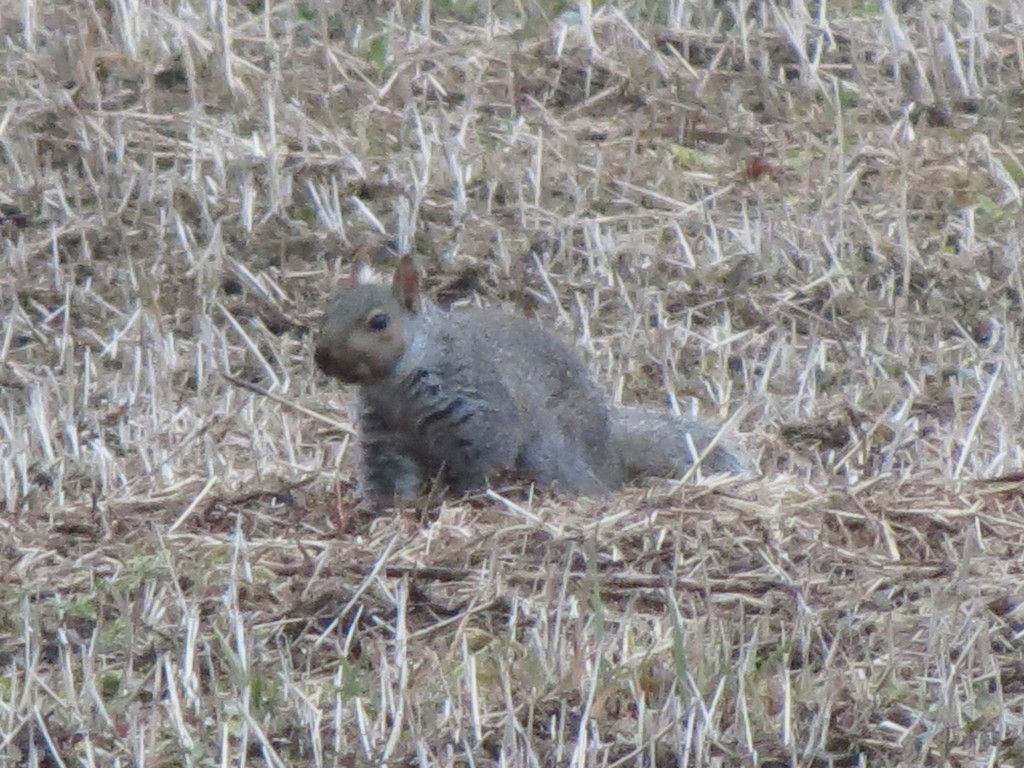 Eastern Gray Squirrel in April 2022 by wmct276 · iNaturalist