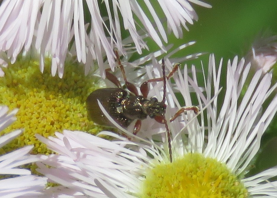 Plateumaris shoemakeri from Gilbrook Rd, Winooski, VT 05404, USA on ...