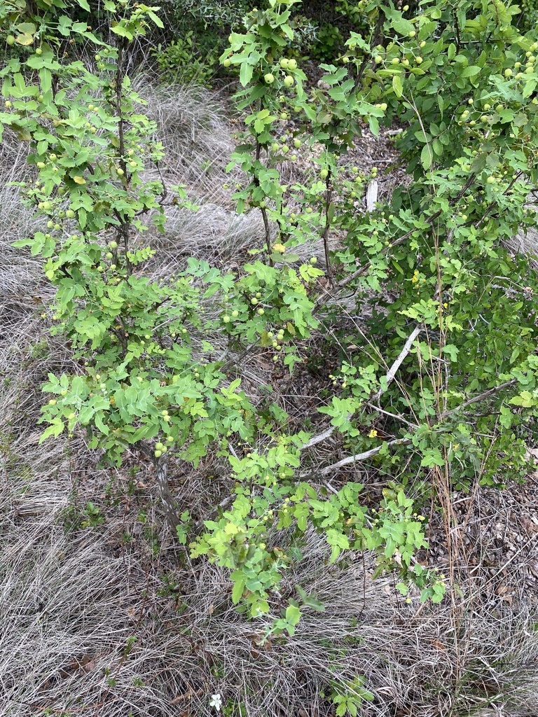 Texas Barberry from Lanier Ranch Rd, Driftwood, TX, US on April 22 ...