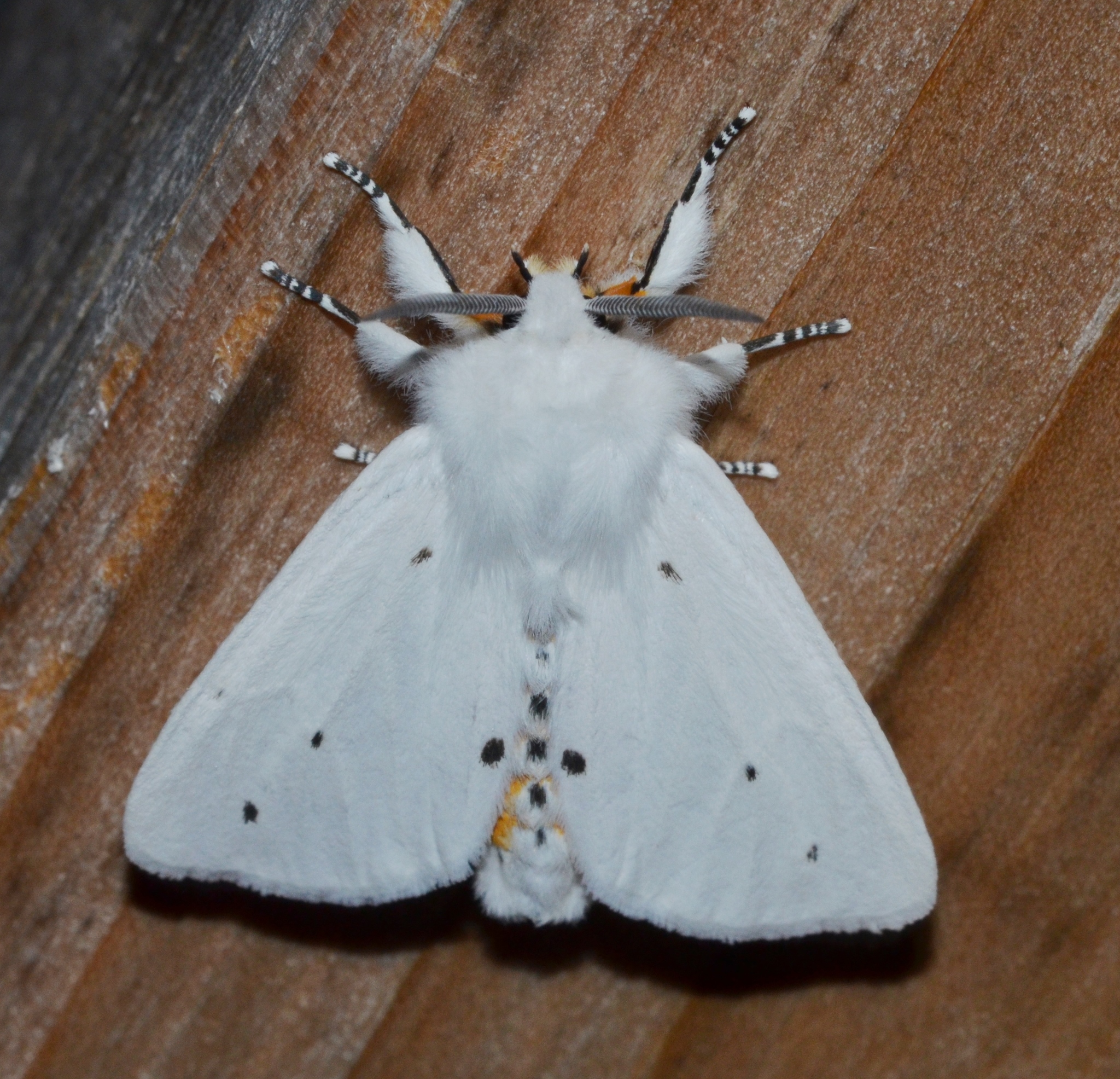 Yellow Wooly Bear Moth Moths Of North Carolina
