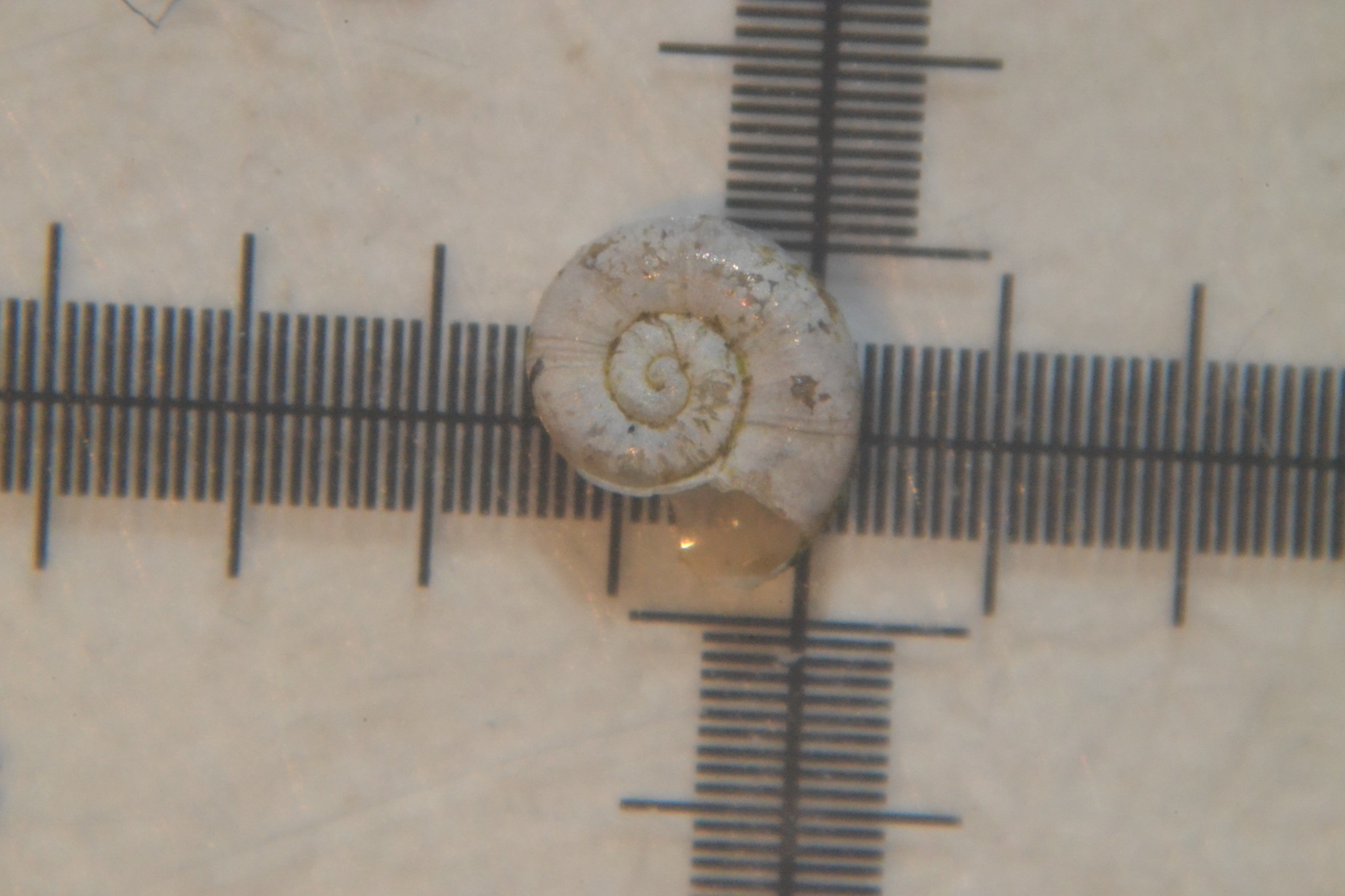 Valvata cristata O.F.Müller, 1774