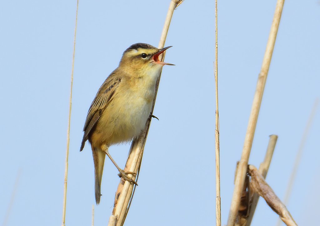 Sedge Warbler (Avifauna Of Barquedo) · iNaturalist