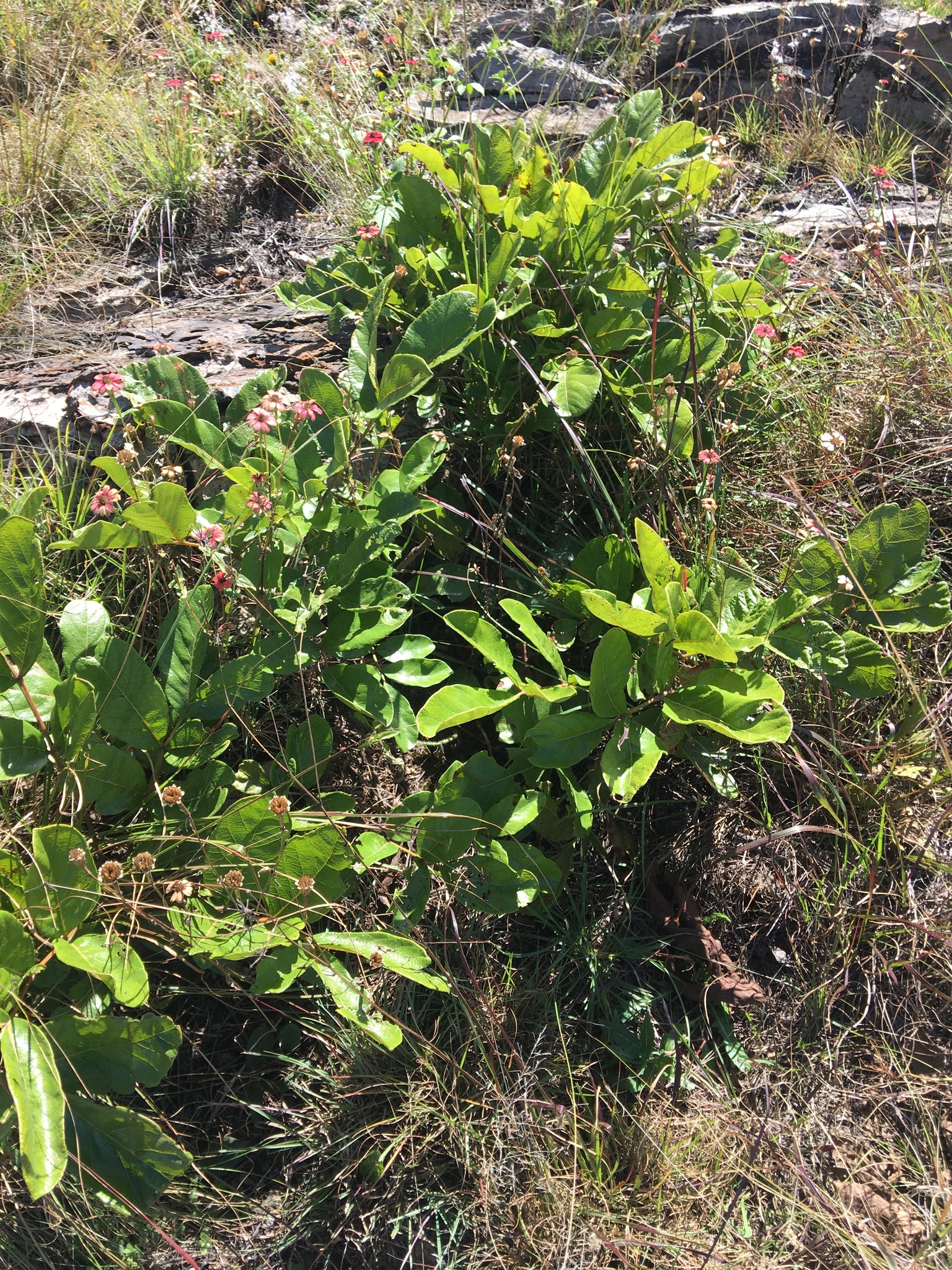 Lannea edulis (Sond.) Engl.