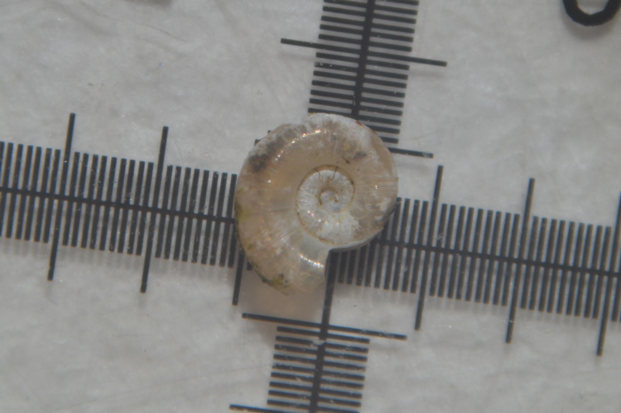 Valvata cristata O.F.Müller, 1774