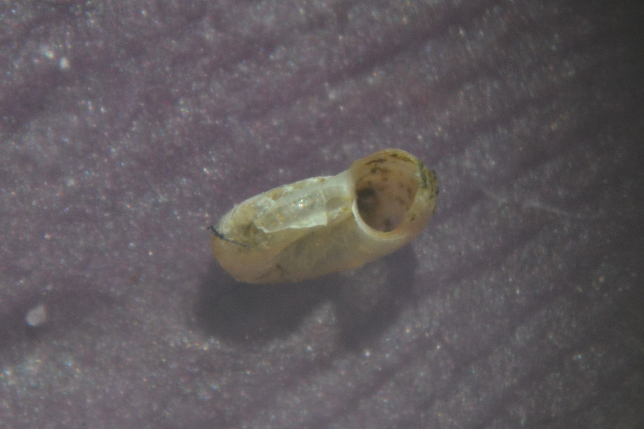 Valvata cristata O.F.Müller, 1774