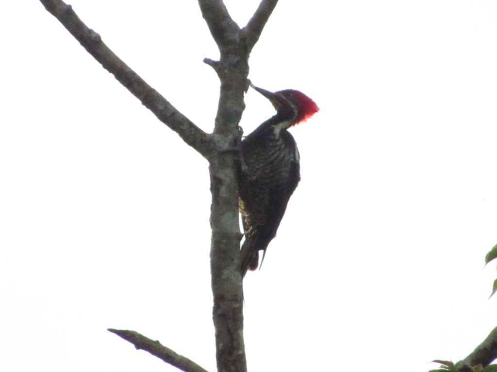 Carpintero lineado (Fotos de aves del monitoreo en perico y laguna ...