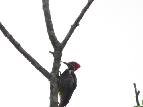 Carpintero lineado (Fotos de aves del monitoreo en perico y laguna ...