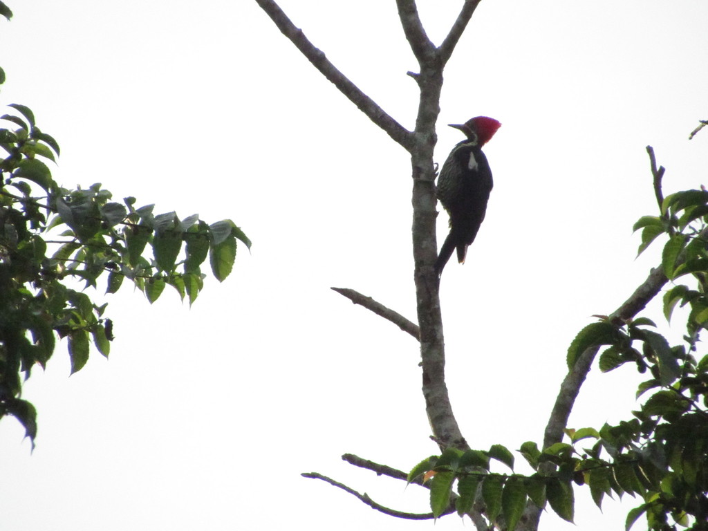 Carpintero lineado (Fotos de aves del monitoreo en perico y laguna ...