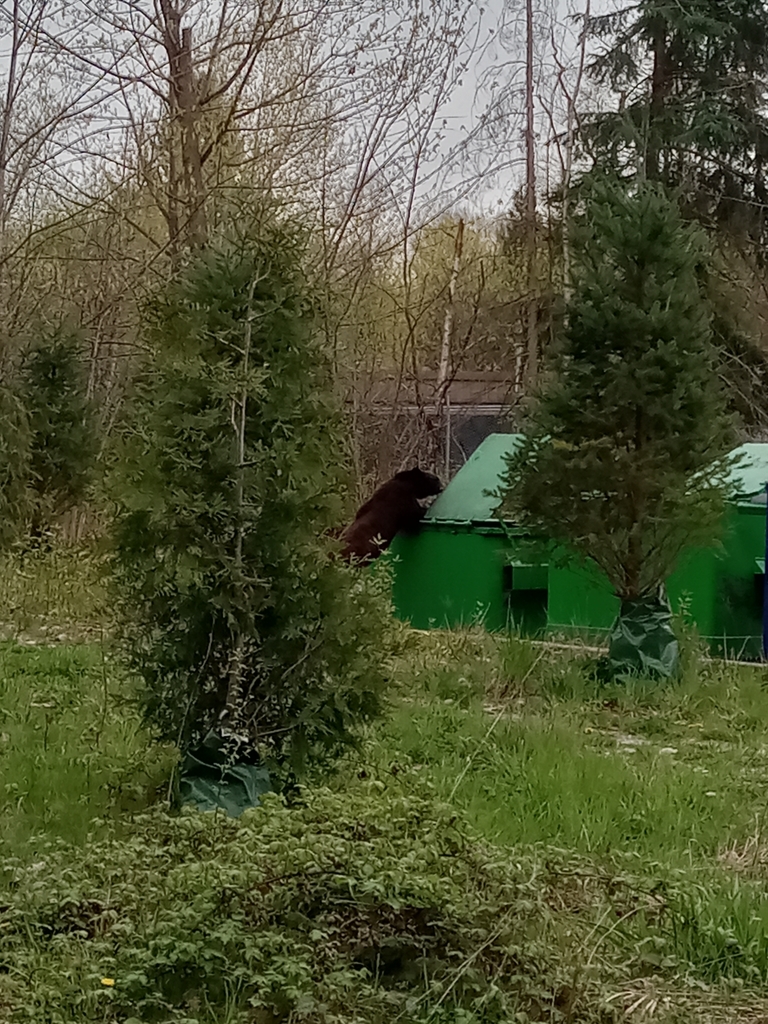 American Black Bear from Port Coquitlam on April 20, 2022 at 04:21 PM ...