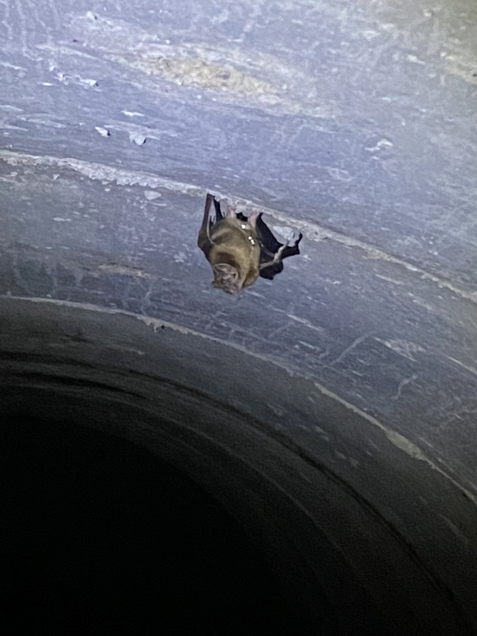 Desmodus rotundus (E.Geoffroy, 1810)