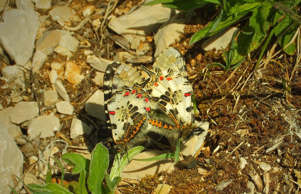 Eastern Festoon from Al Haffah, Syria on April 22, 2022 at 12:12 PM by ...