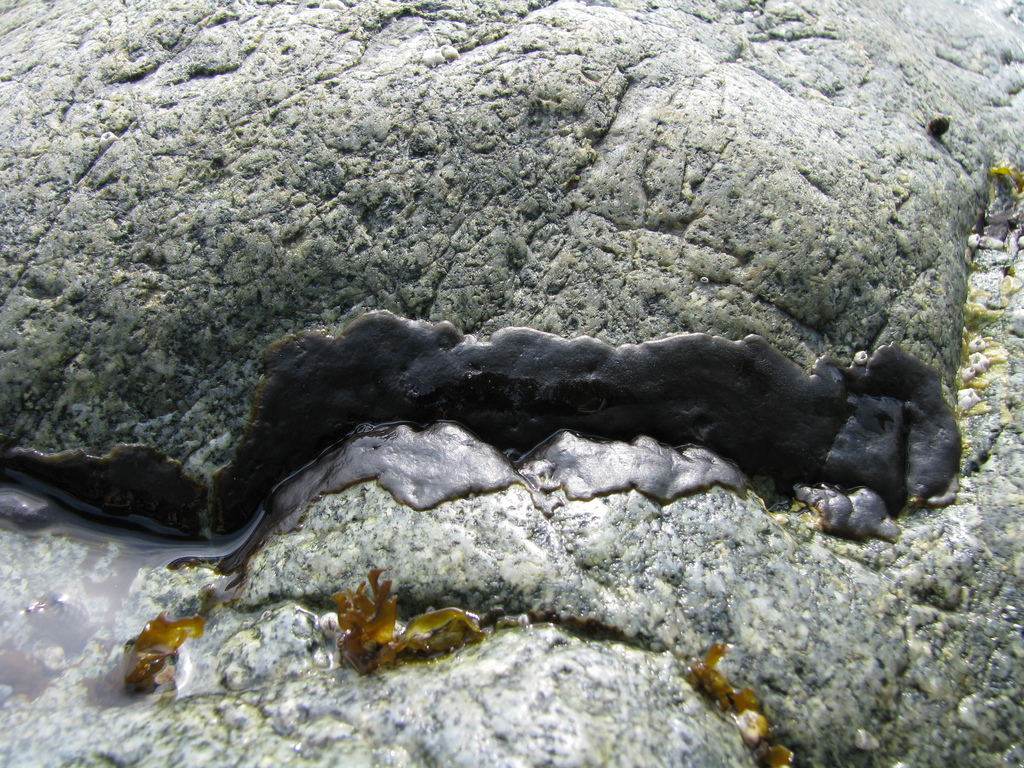 encrusting red algae (Mastocarpus) - Botanical Realm