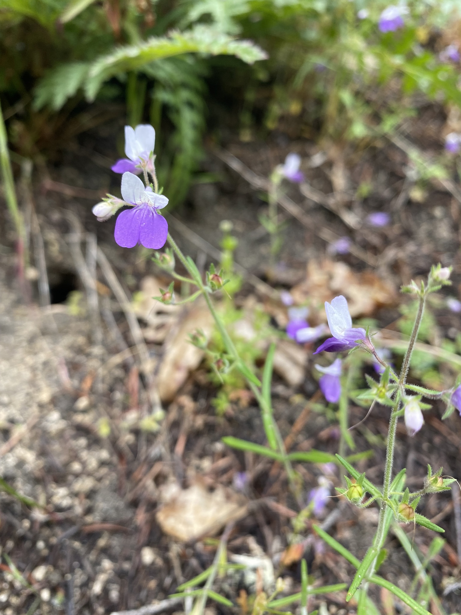 Collinsia linearis A.Gray