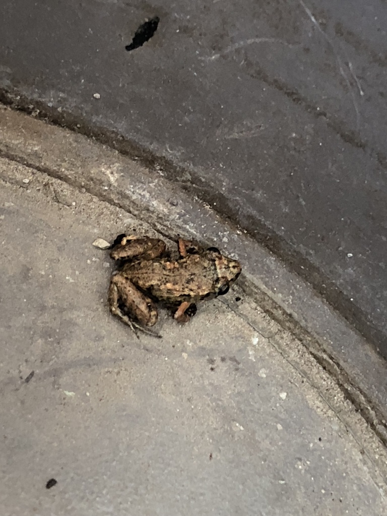 Greenhouse Frog from Long Island, Muttontown, NY, US on April 22, 2022 ...