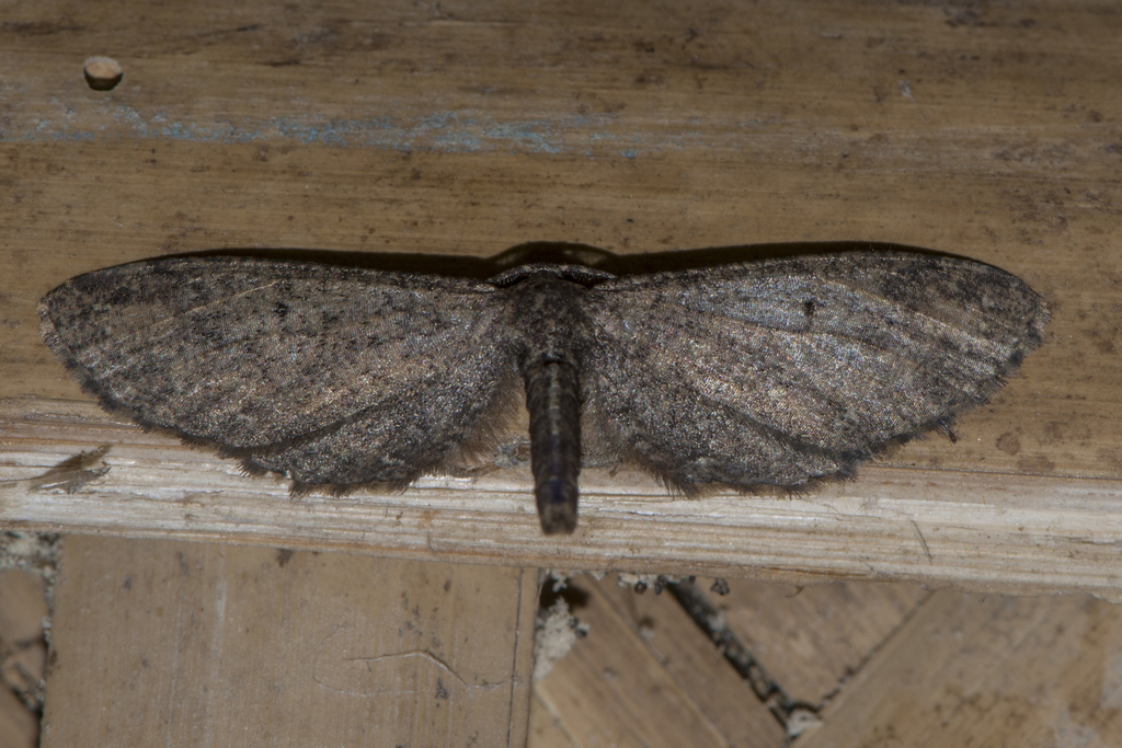 Pug Moths from Makunda Christian Hospital, Karimganj District, Assam on ...