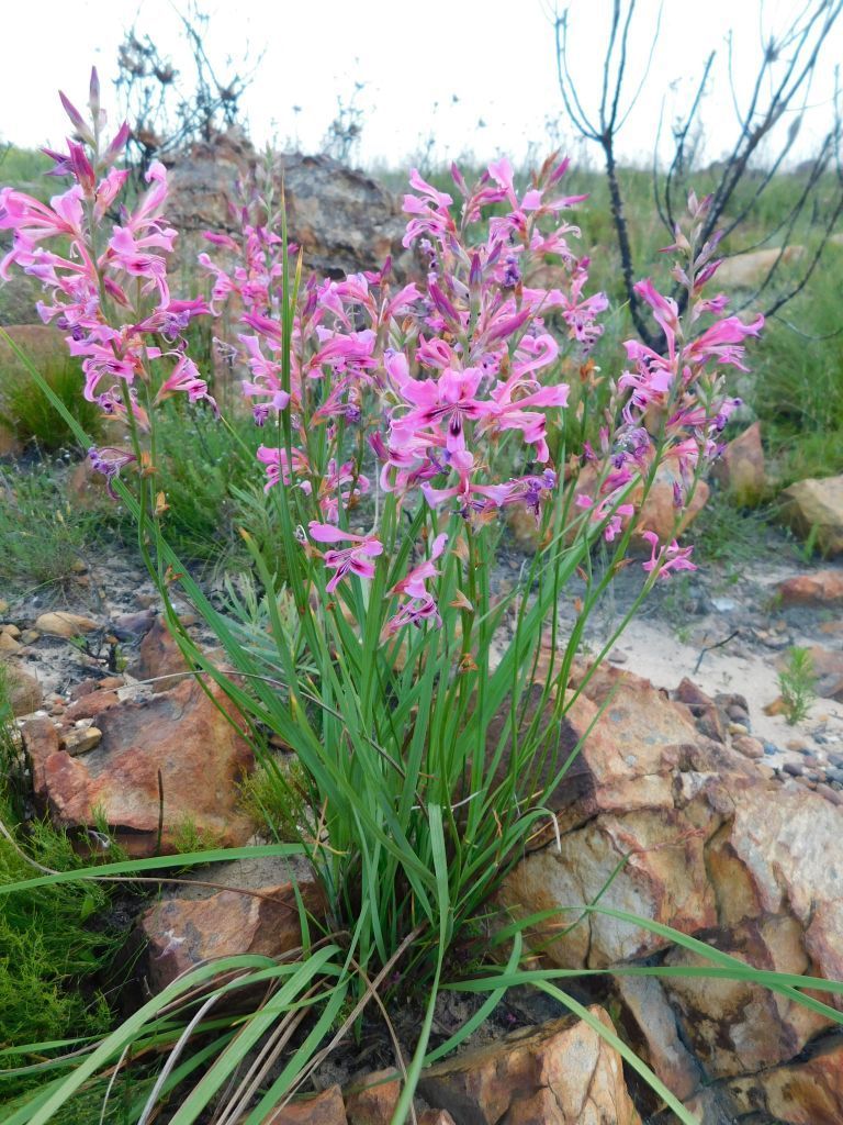 Pink Reedpipe from Overberg District Municipality, South Africa on ...