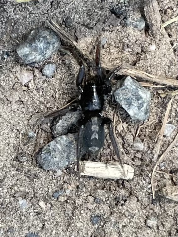 Eastern Parson Spider in April 2022 by betsy_c · iNaturalist