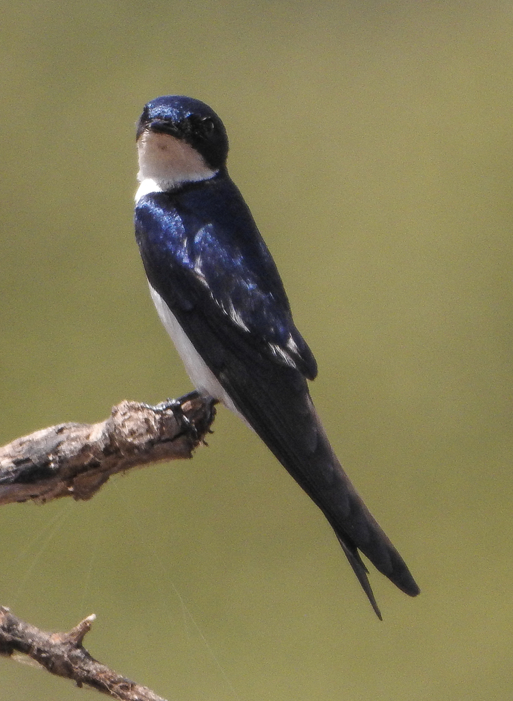 Pied-winged Swallow from 896R+9CQ, Kubuneh, The Gambia on April 16 ...