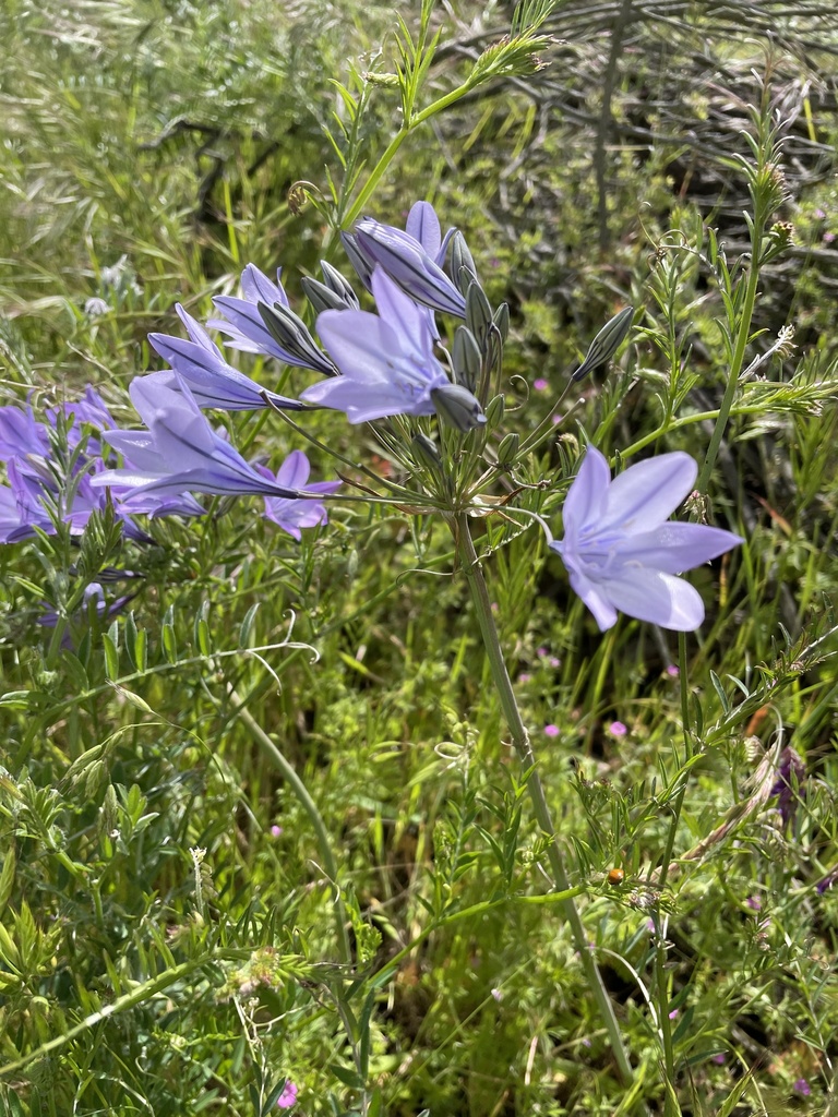 Ithuriel's Spear from Lake Herman Recreation Area, Benicia, CA, US on ...