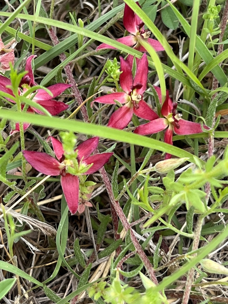 Trailing Rhatany from Bertram, TX, US on April 21, 2022 at 11:37 AM by ...
