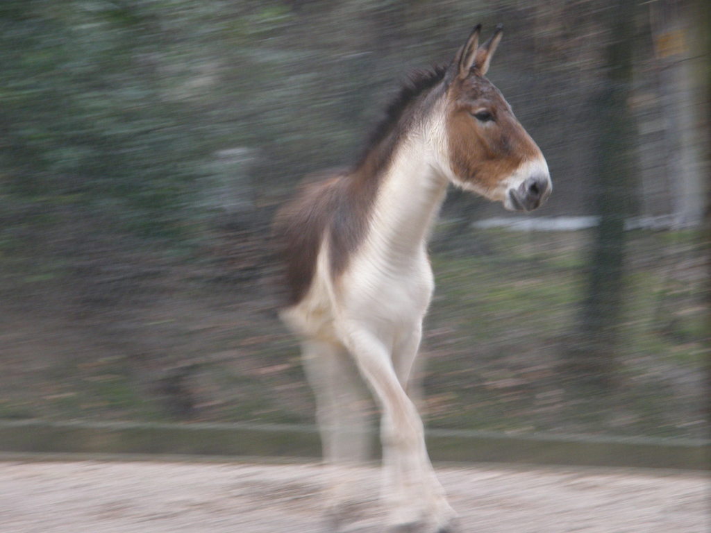 Kiang (Equus kiang) - Know Your Mammals