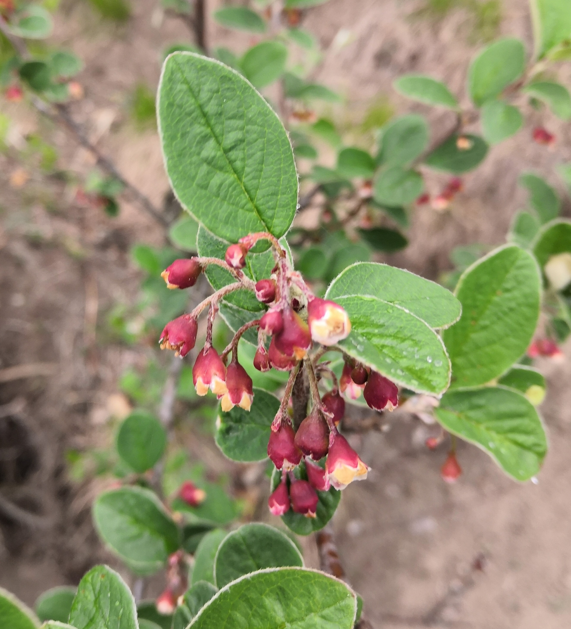 Cotoneaster integerrimus Medik.