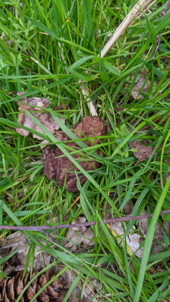 European Toad from RSPB, Sandy SG19 2DL, UK on April 22, 2022 at 02:17 ...