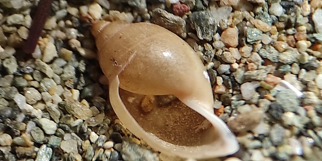 Acute Bladder Snail from Πυλαία, Ελλάδα on April 22, 2022 at 03:04 PM ...