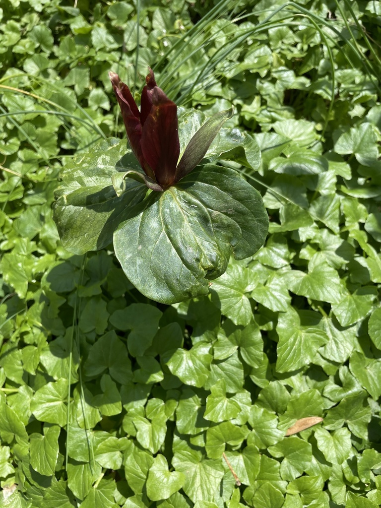 Little Sweet Betsy from Bethesda, MD, US on April 22, 2022 at 02:44 PM ...