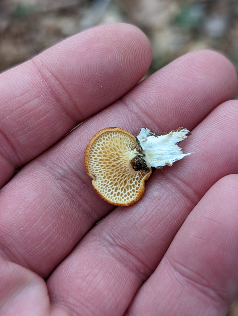 hexagonal-pored polypore from Washington Township, IN, USA on April 22 ...