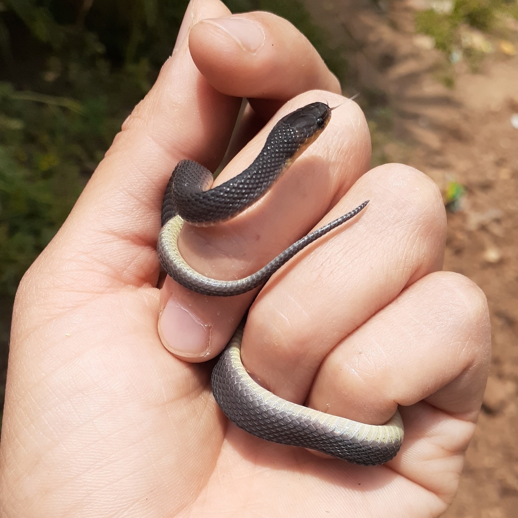 Espinal's Coffee Snake in April 2022 by Sobeida Morales · iNaturalist