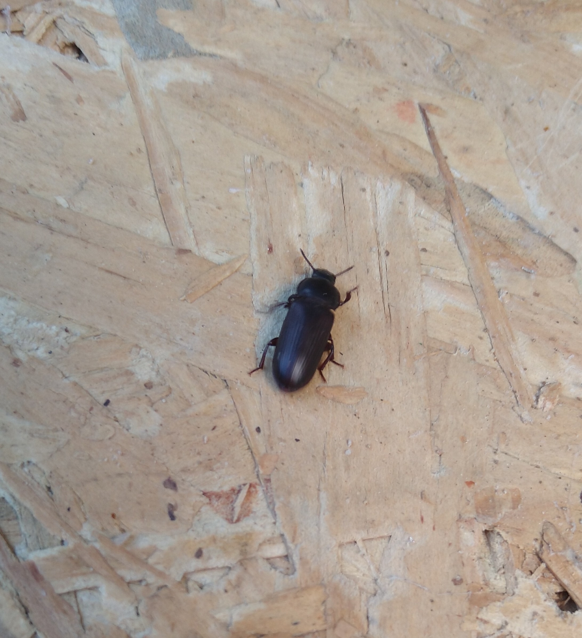 Tenebrio molitor Linnaeus, 1758