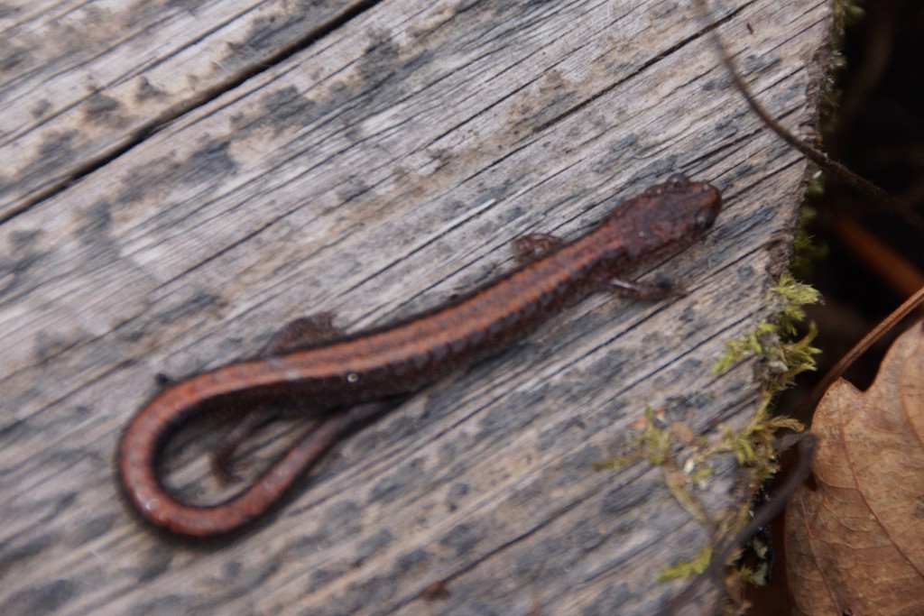 Eastern Red-backed Salamander from Avery County, NC, USA on April 21 ...