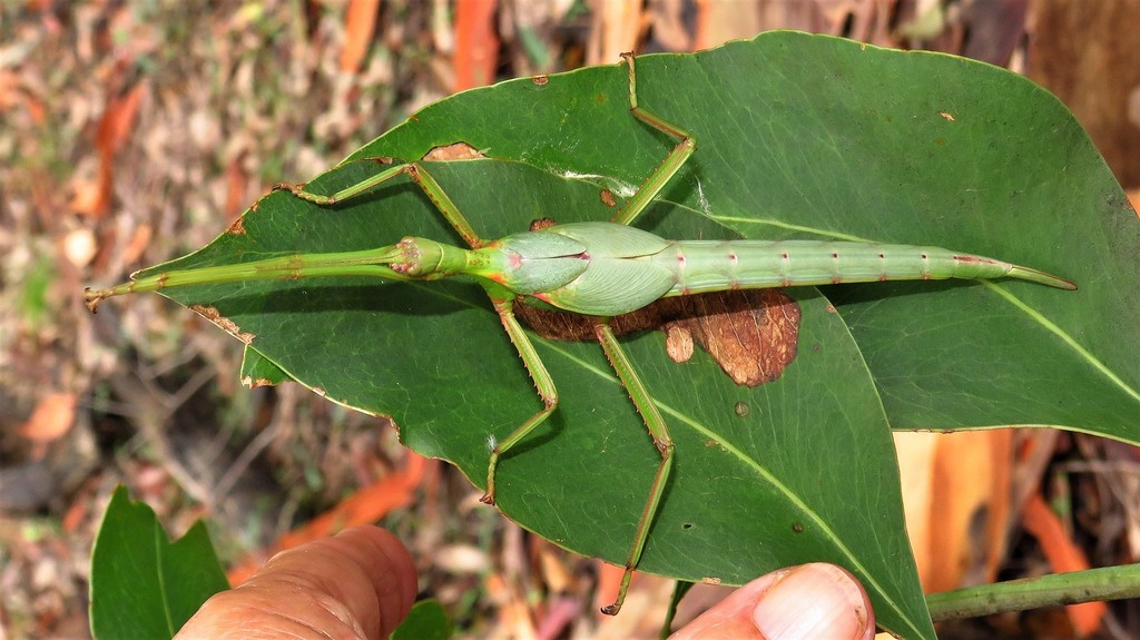 Red-winged Stick Insect from Bermagui NSW 2546, Australia on January 6 ...
