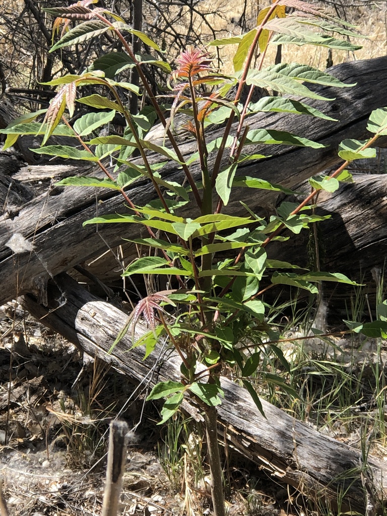 ailanthuses from Verde River Greenway, Cottonwood, AZ, US on April 22 ...