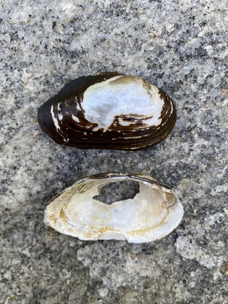 Ambleminae from Pinson, AL, US on April 22, 2022 at 04:12 PM by xylochic627 · iNaturalist