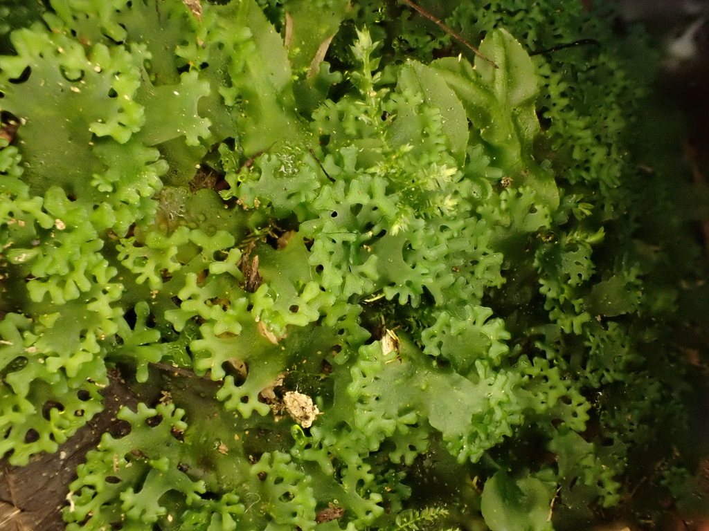 Leafy liverworts from near Waitomo Glowworm Cave, Waitomo Caves ...