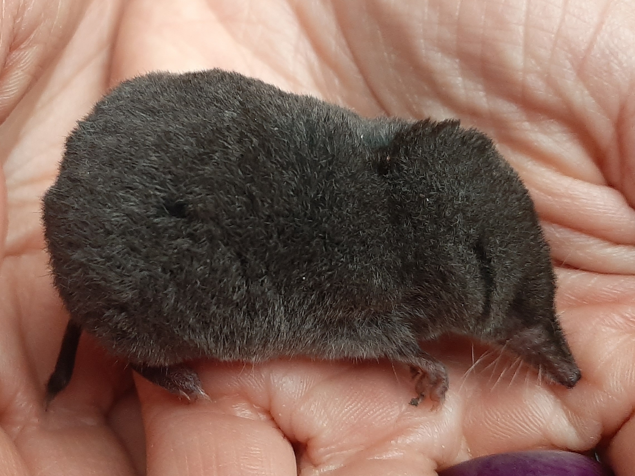 Cryptotis thomasi (Merriam, 1897)