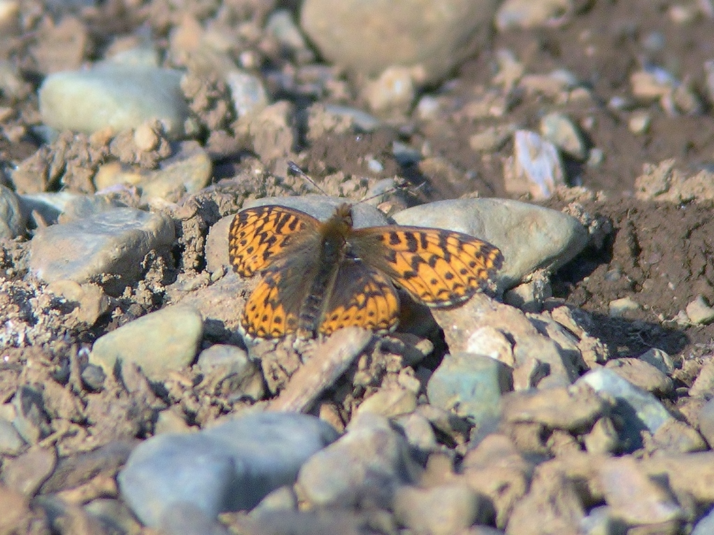 Freija Fritillary from Stikine Region, BC, Canada on June 13, 2006 at ...