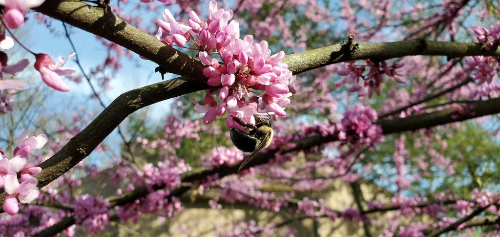 Honey Bees, Bumble Bees, and Allies in April 2022 by jalyross · iNaturalist