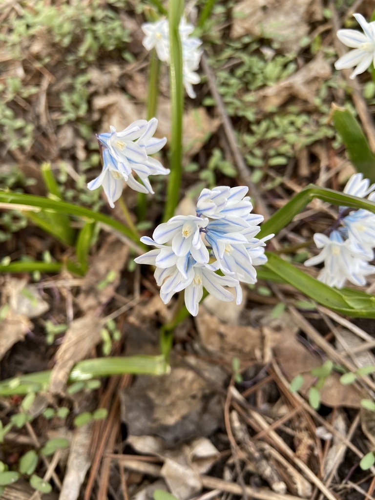 striped squill from Featherston Crt, Mississauga, ON, CA on April 22, 2022 at 05:24 PM by ...