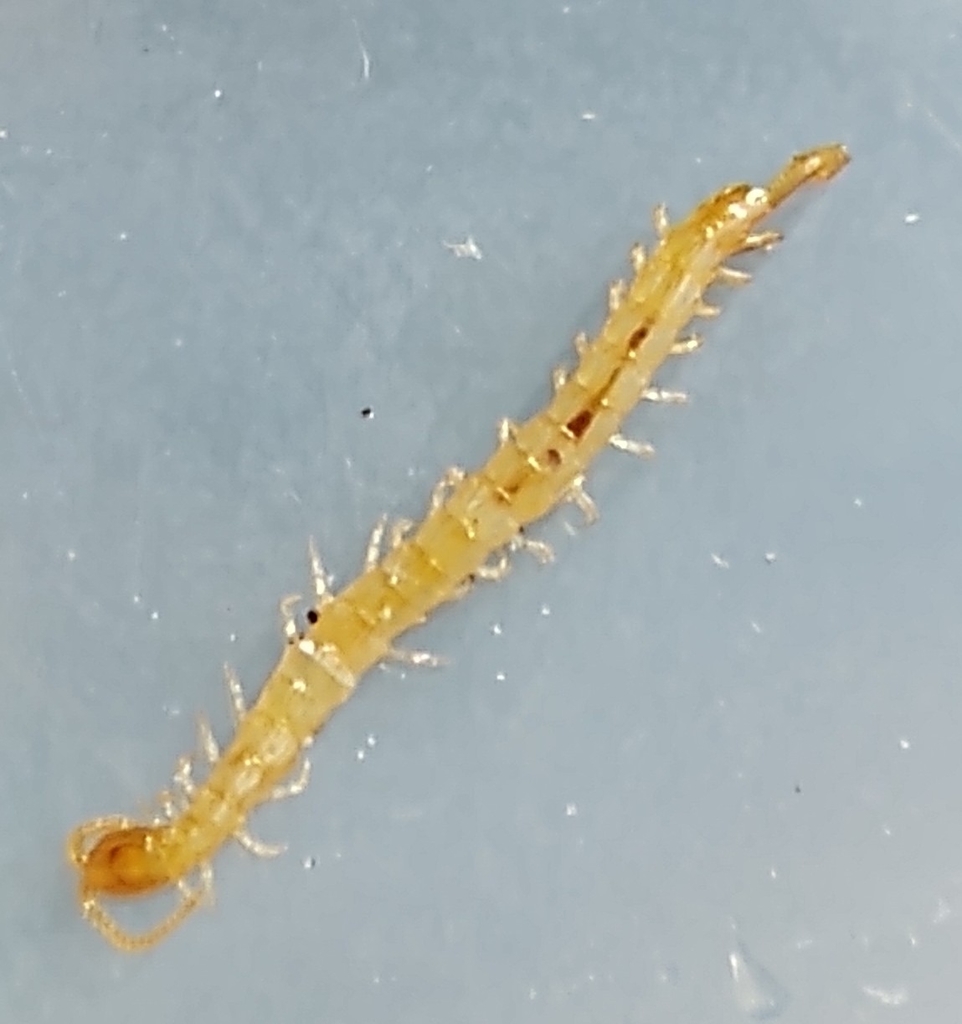 Cave Centipedes from Baldwin County, GA, USA on April 22, 2022 at 04:59 ...