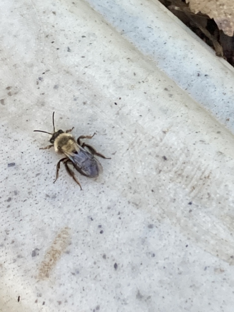 Carlin's Mining Bee from Hyde Rd, West Hartford, CT, US on April 22 ...