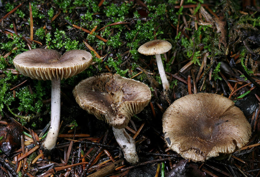 Inocybe griseolilacina from Twanoh State Park, Mason Co., Washington ...