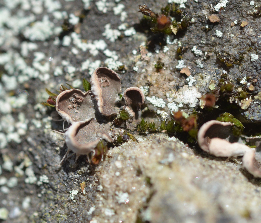 alternating dog lichen from Regional Municipality of Peel, ON, Canada ...