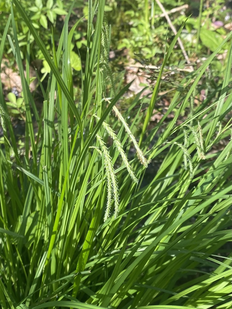 fringed sedge from Daniel Boone National Forest, Campton, KY, US on ...