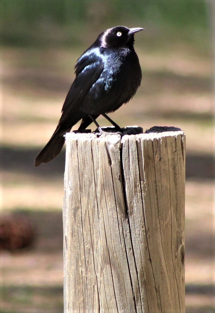 Brewer's Blackbird from San Diego County, CA, USA on April 21, 2022 at ...