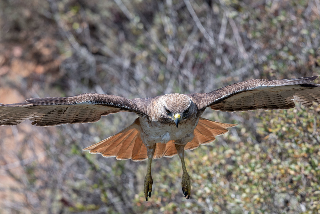Red-tailed Hawk from Point Loma, San Diego, CA, USA on April 22, 2022 ...