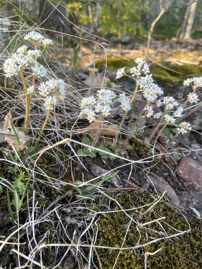 Virginia saxifrage from Sunderland, MA, US on April 22, 2022 at 06:55 ...