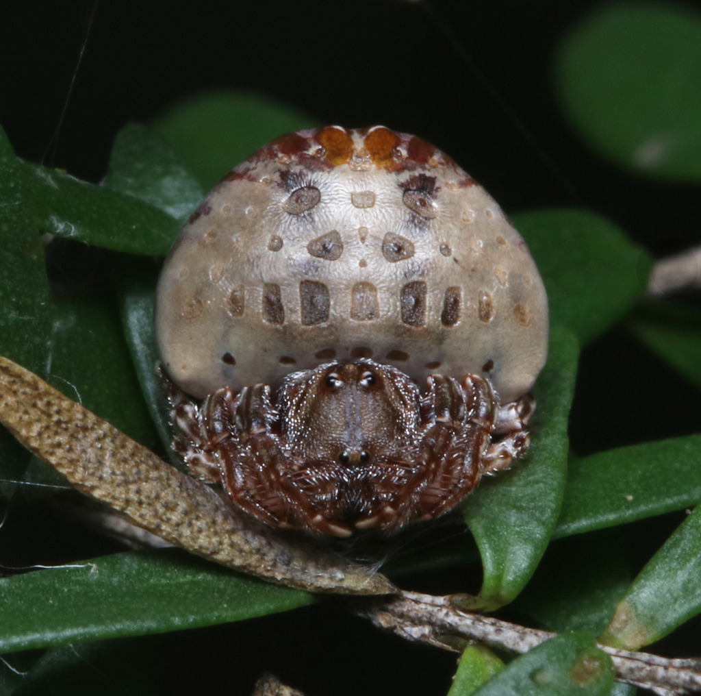 Triangular Spiders in April 2022 by juliegraham173 · iNaturalist